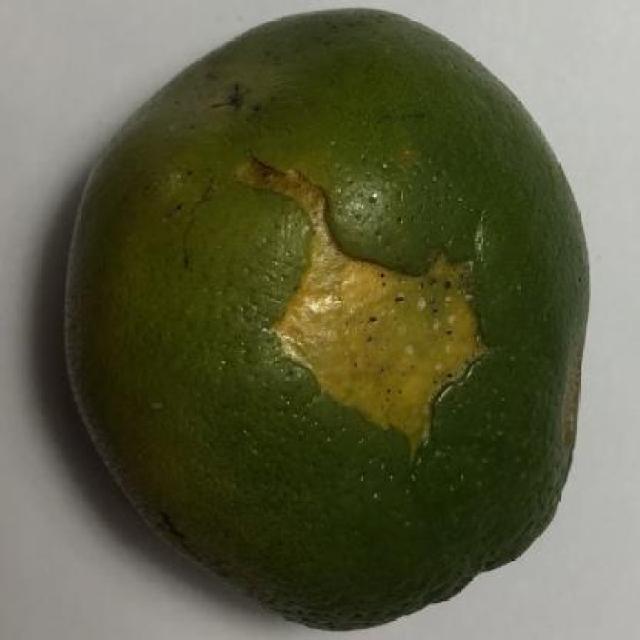 Cit2 Object Detection Dataset By Nagarjuna Sagar