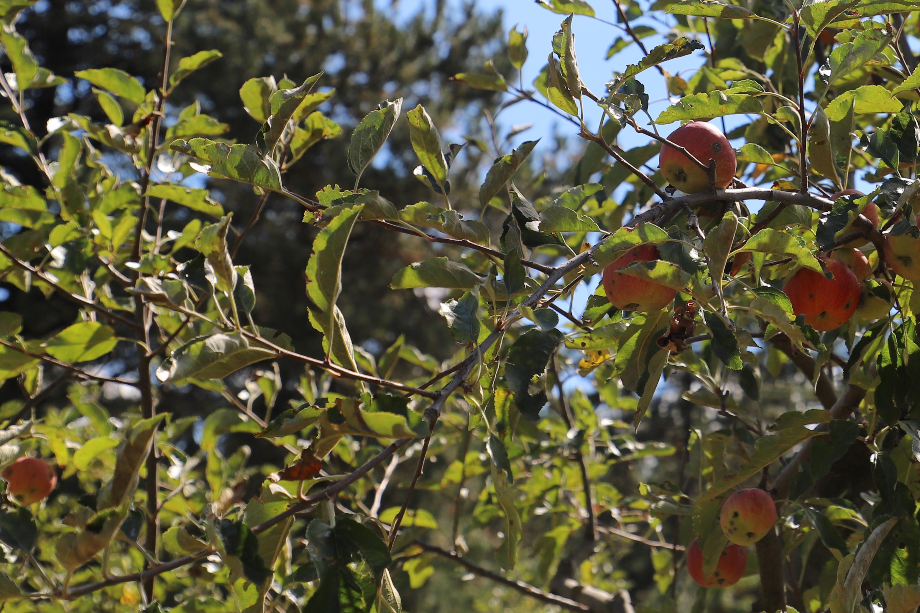 Apple Ripe & Unripe Detection Classification Dataset by apples