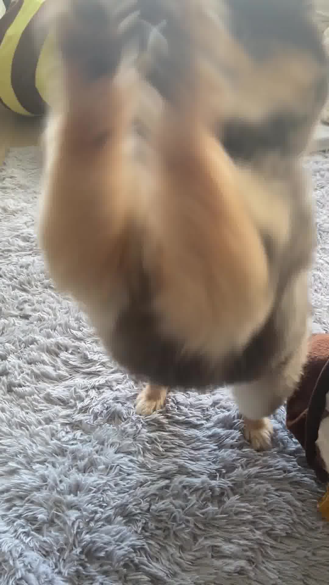 Sb Project Object Detection Dataset By Project Nfd6v