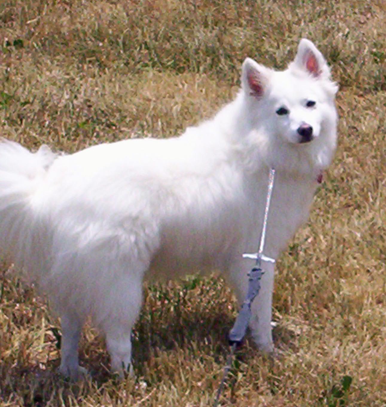 Dogs Classification Classification Dataset by Classification