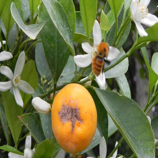 Fruits Detection Object Detection Dataset And Pre Trained Model By Warisara