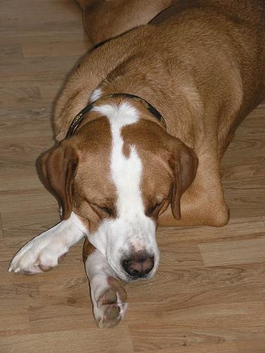 Dog Emotion Object Detection Model by codeableproject