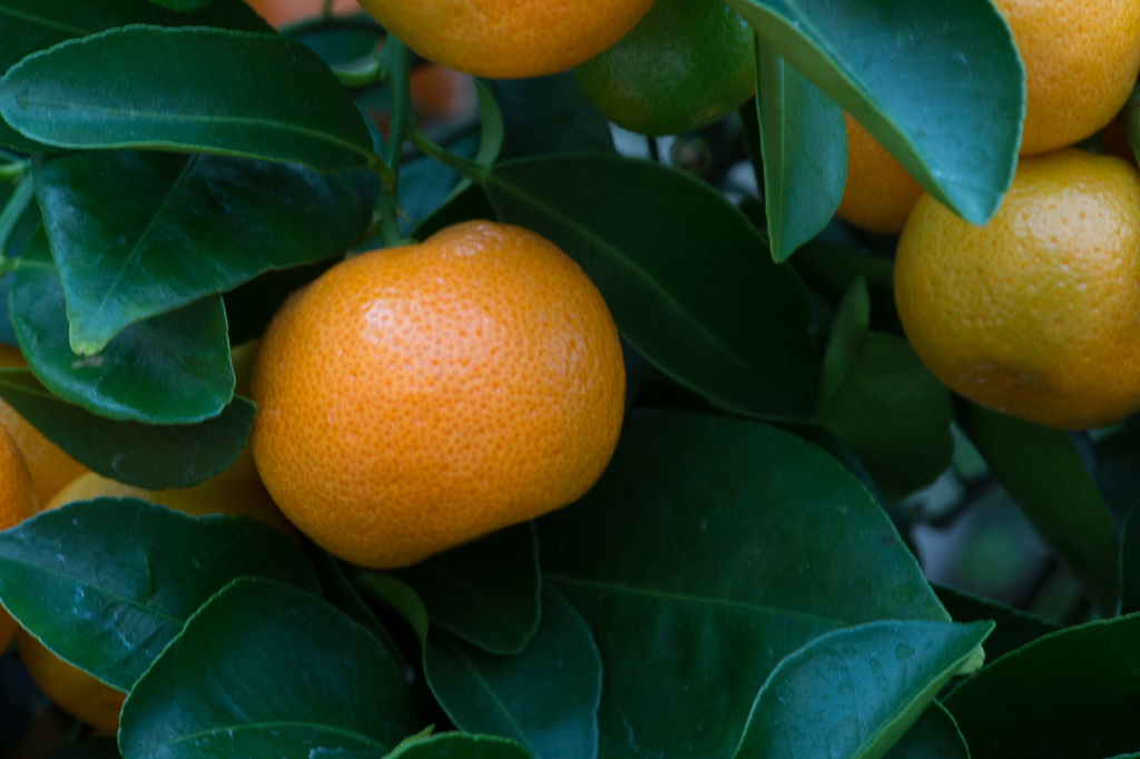 Orange Object Detection Dataset by okul