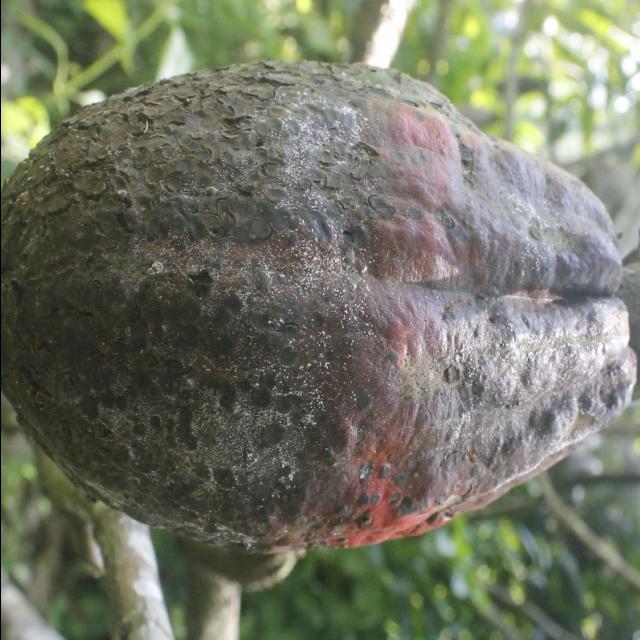 PDC Object Detection Model by IPB