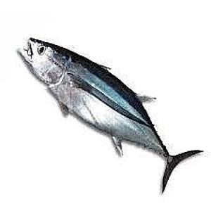 parrot-fish Object Detection Model by hoho