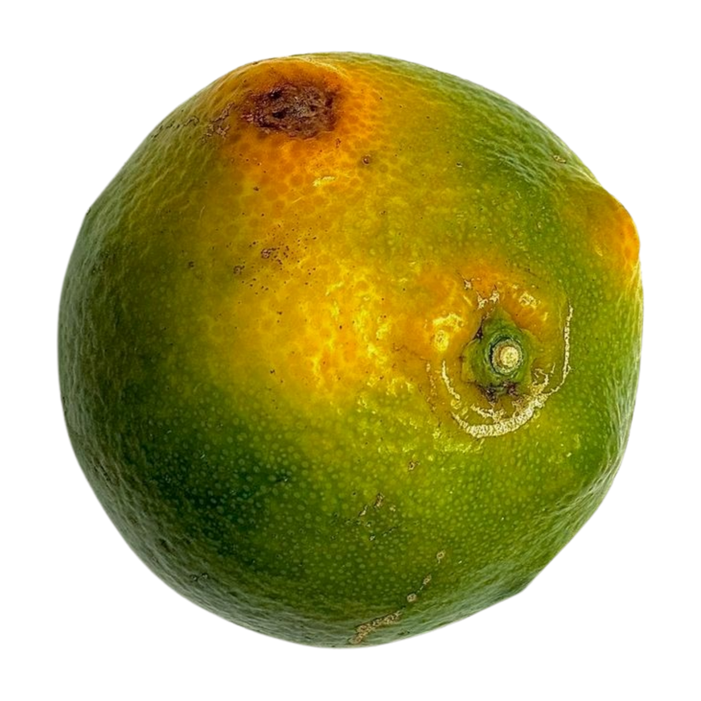 Malabing Valley 2.0 Classification Dataset and Pre-Trained Model by NVSU