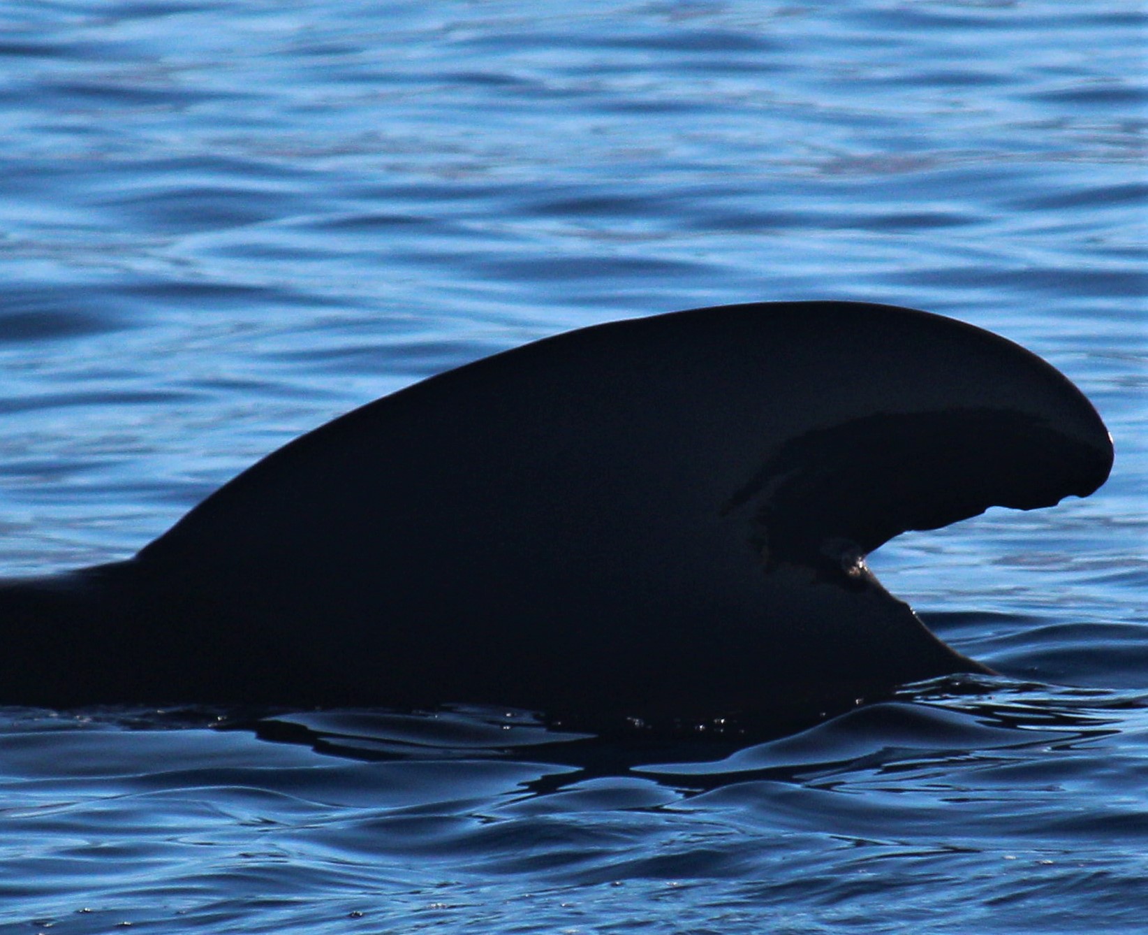 Centinela project fin detection Object Detection Dataset by ...