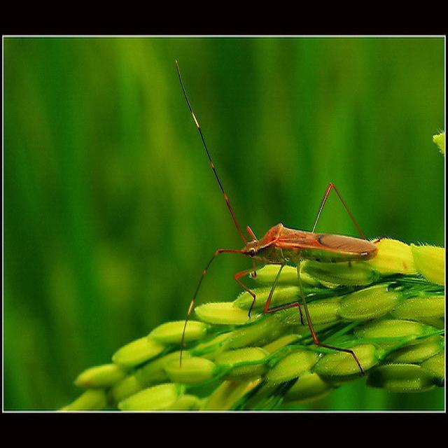 Paddy Pest Object Detection Model by ELAZET