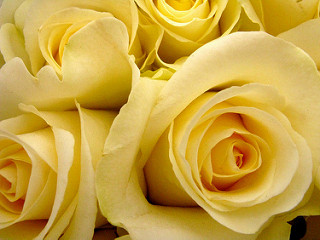 flower-dataset Classification Model by Konstantin Sargsyan