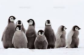 penguin Object Detection Dataset by penguin