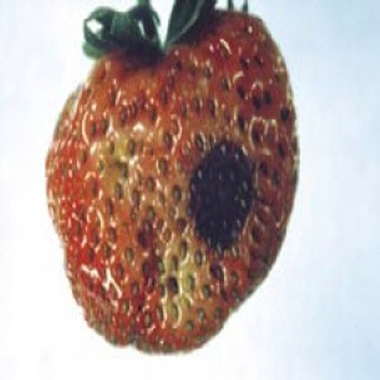 strawberry Object Detection Model by project