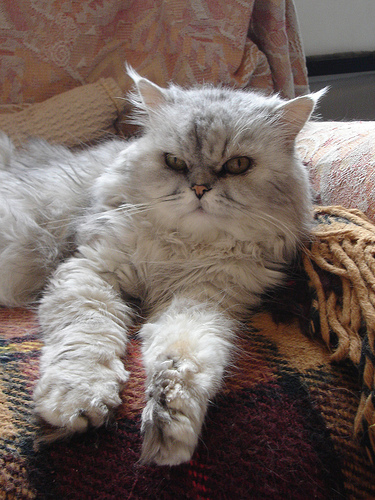 Suho Or Cat Object Detection Dataset By Kumoh National Institute Of Technology