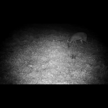 123 Object Detection Dataset by LIfe On The Murder Scene