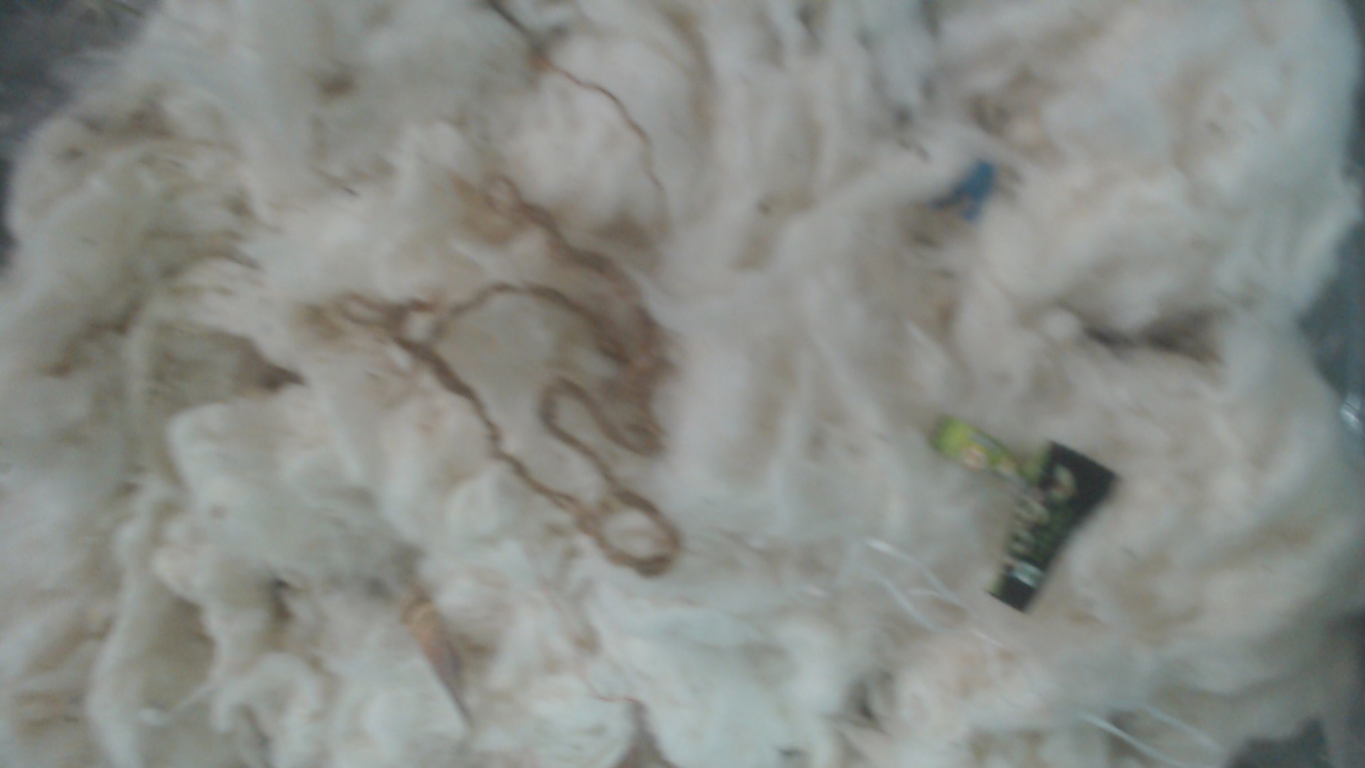 cotton Object Detection Model by test