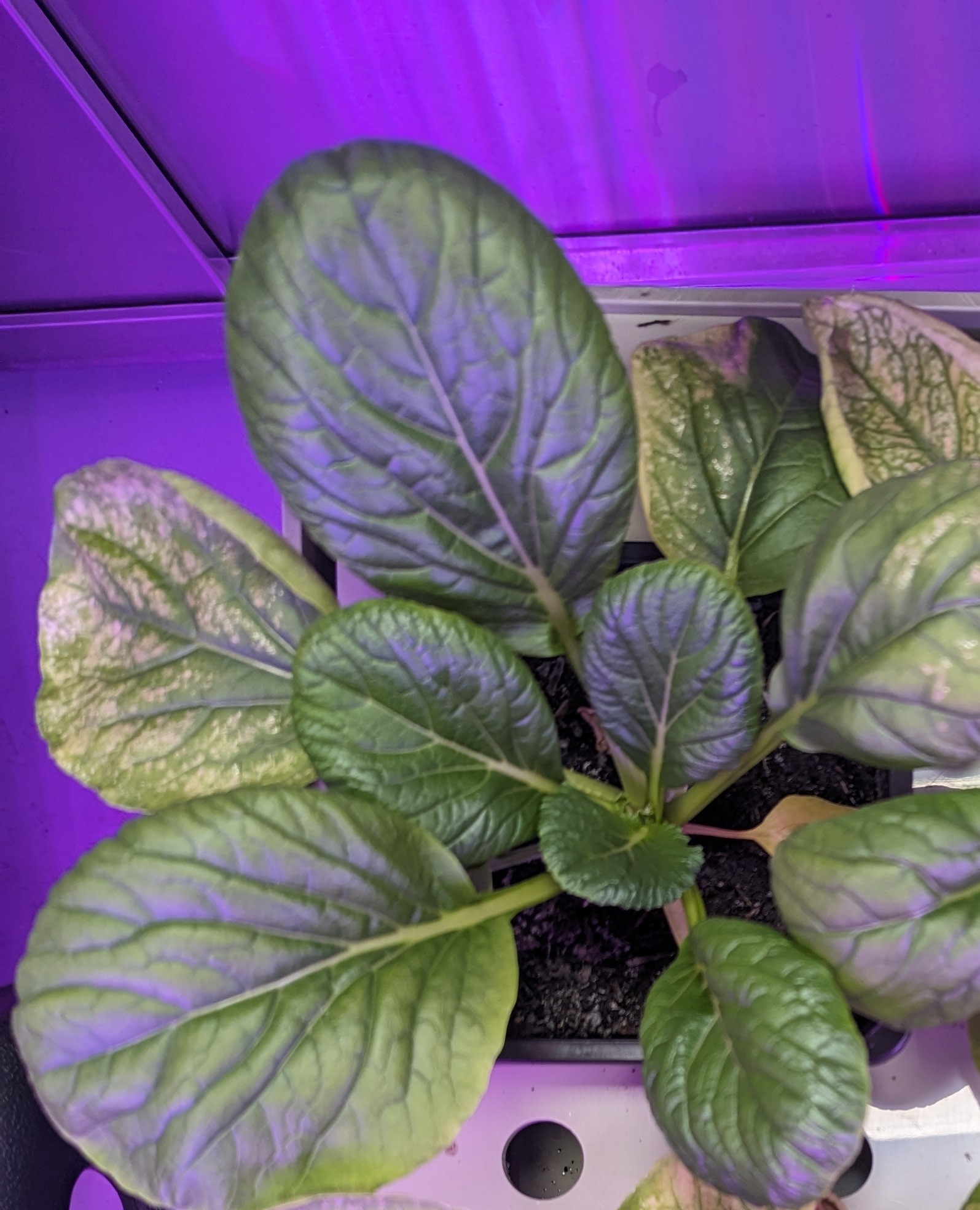 Leaf Segmentation Instance Segmentation Dataset By Sit