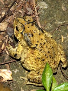 Frogs and Toads Object Detection Model by Toad OD