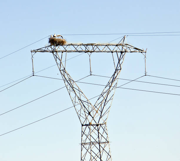 My First Project_birds Object Detection Dataset and Pre-Trained Model by demobird