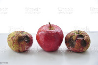 apple Object Detection Dataset by helmet detection