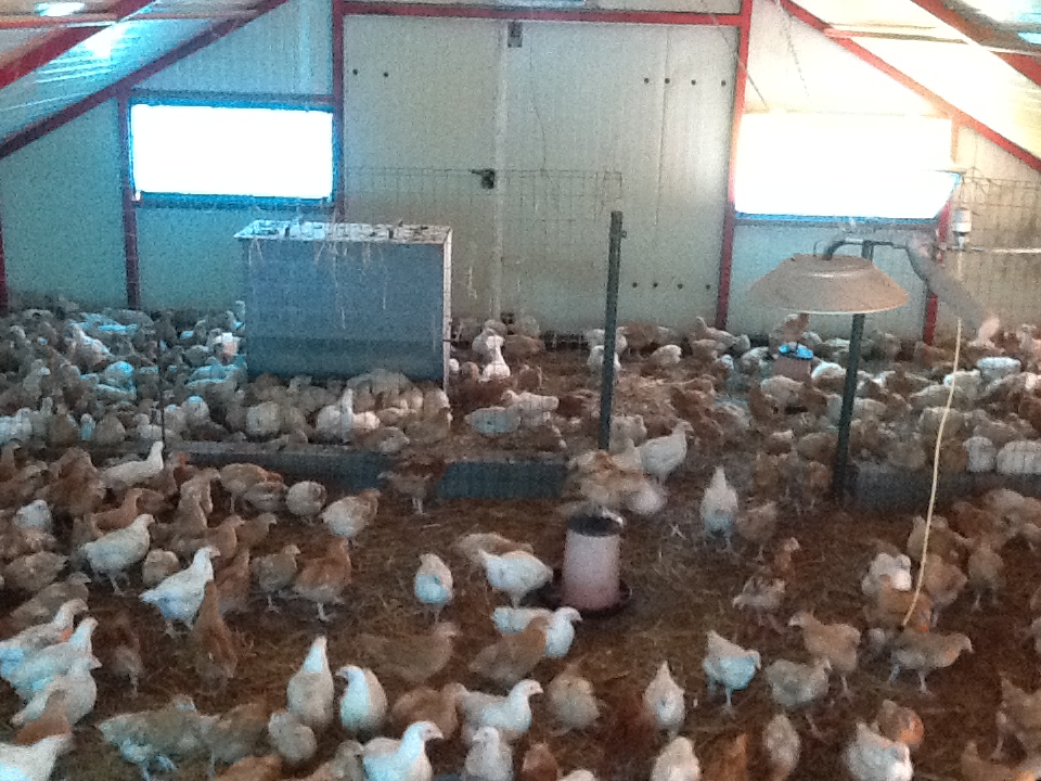 SHG_Birds_Detection Object Detection Dataset and Pre-Trained Model by imakshay