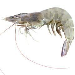 shrimp_wssv Object Detection Model by M