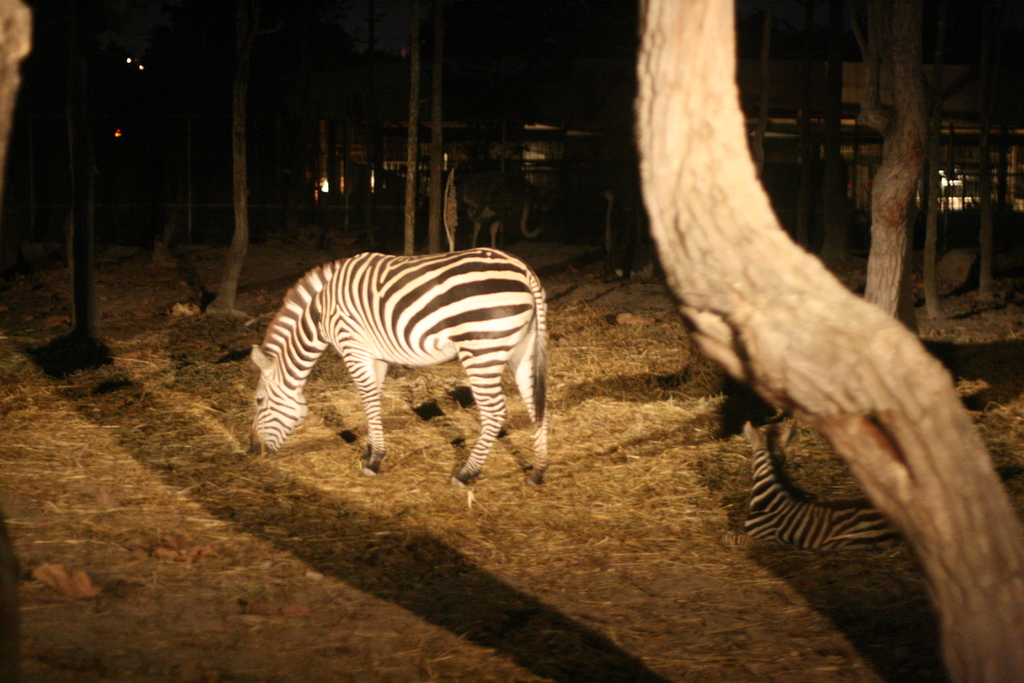 Project Artemis - Roboflow Universe