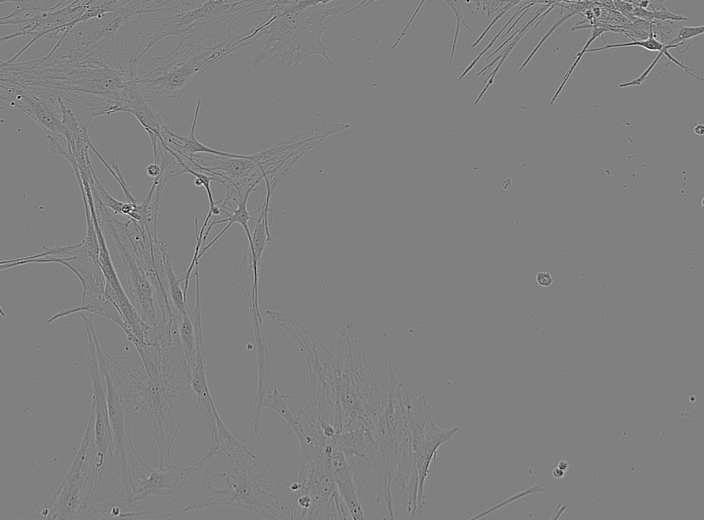 Cell Segmentation Instance Segmentation Dataset By Somethings 1444