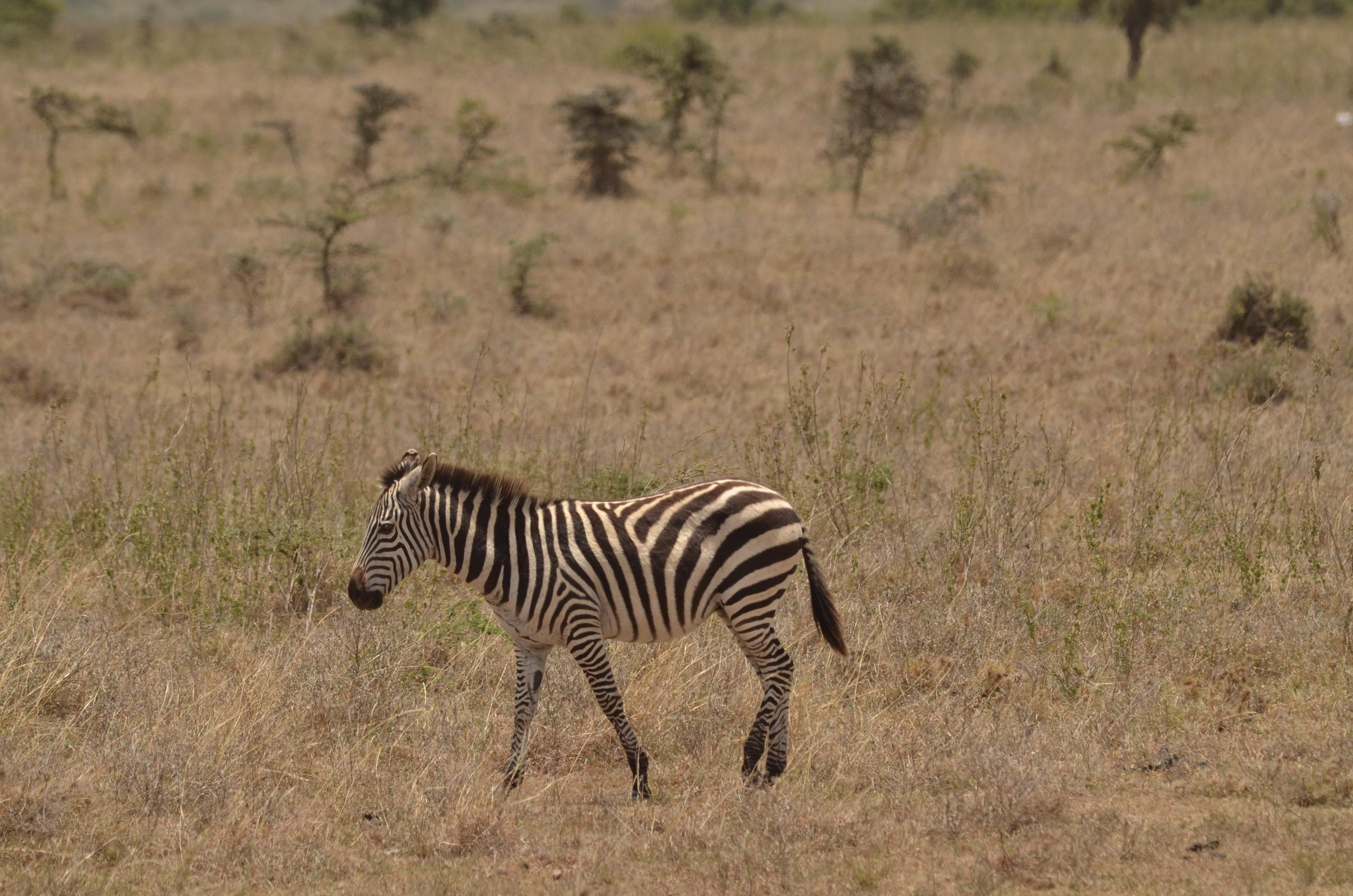 zebra open dataset Object Detection Dataset by somethings