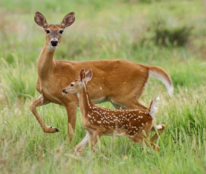 deer open dataset Object Detection Dataset by somethings