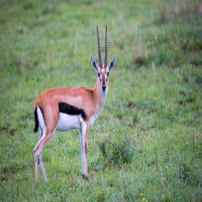 antelope open dataset Object Detection Dataset by somethings