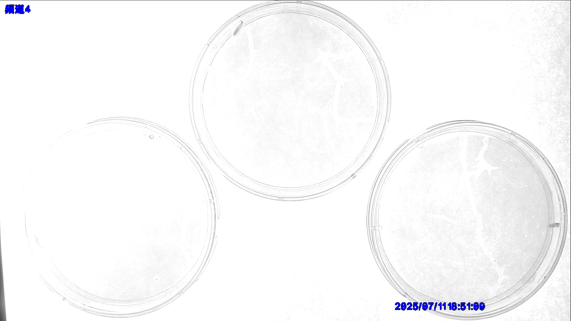 larva behavior2 Object Detection Dataset and Pre-Trained Model by try