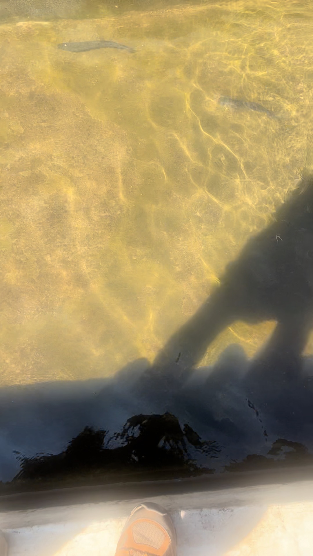 count Object Detection Dataset and Pre-Trained Model by fish