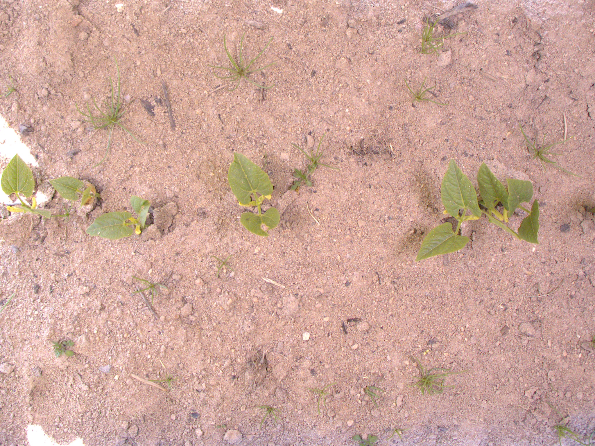 Vegetable Crops Dataset Object Detection Dataset by Guy Coleman
