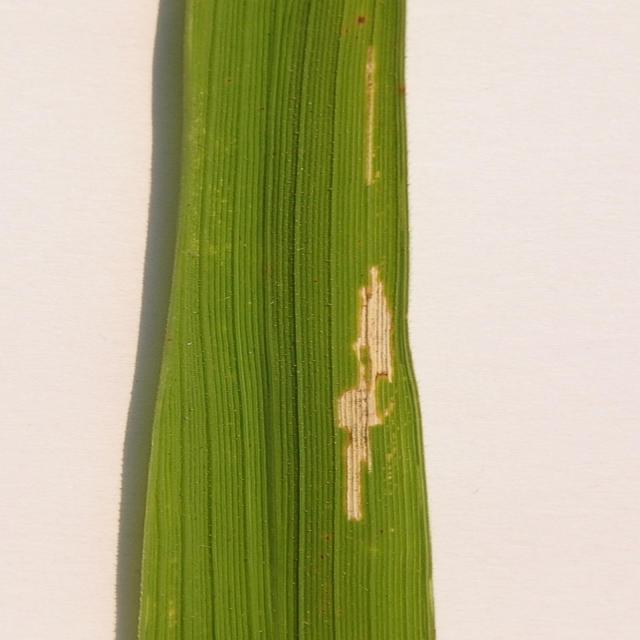Bacterial leaf blight Object Detection Dataset by building