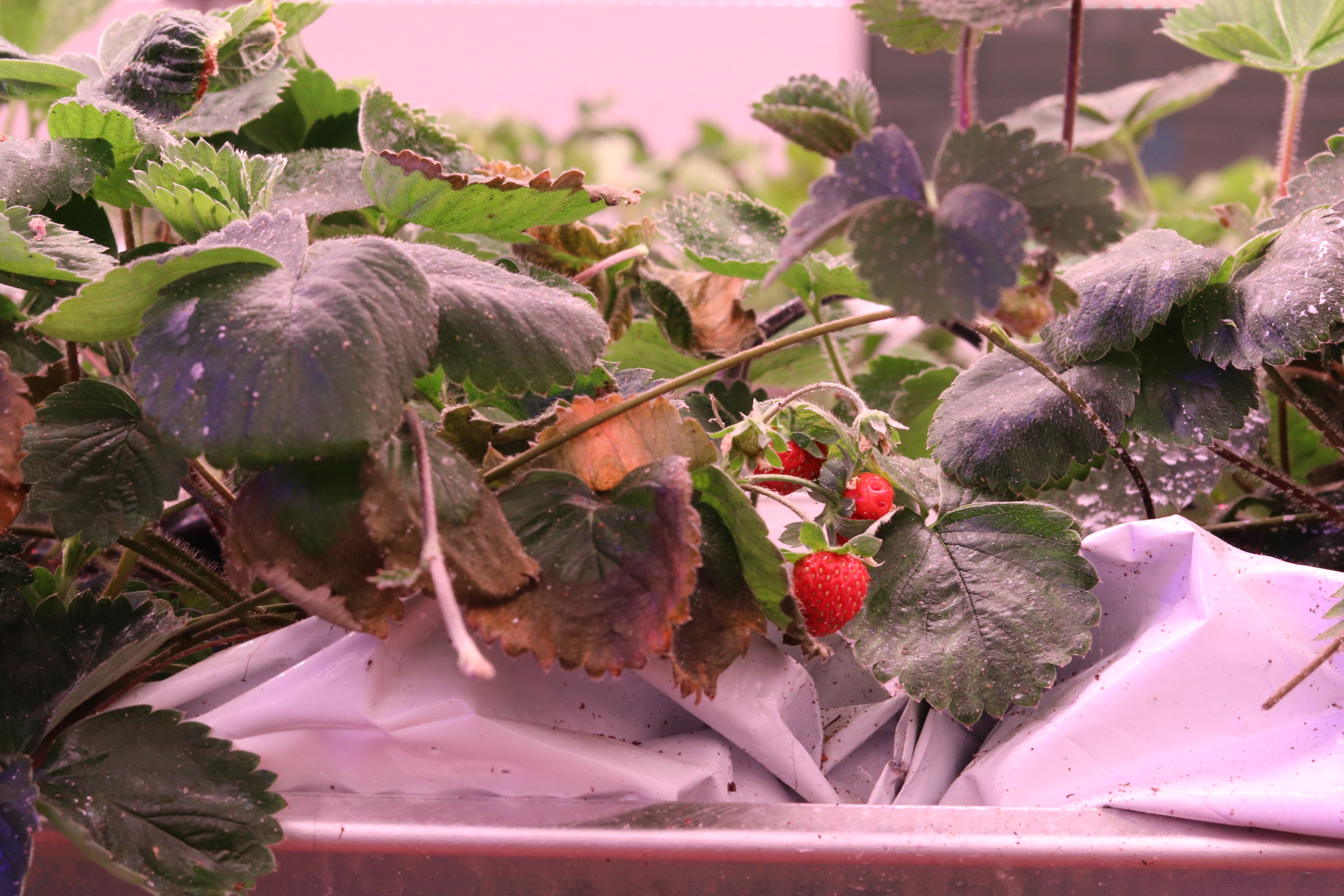 How to Use the Strawberry 4.0 Object Detection API