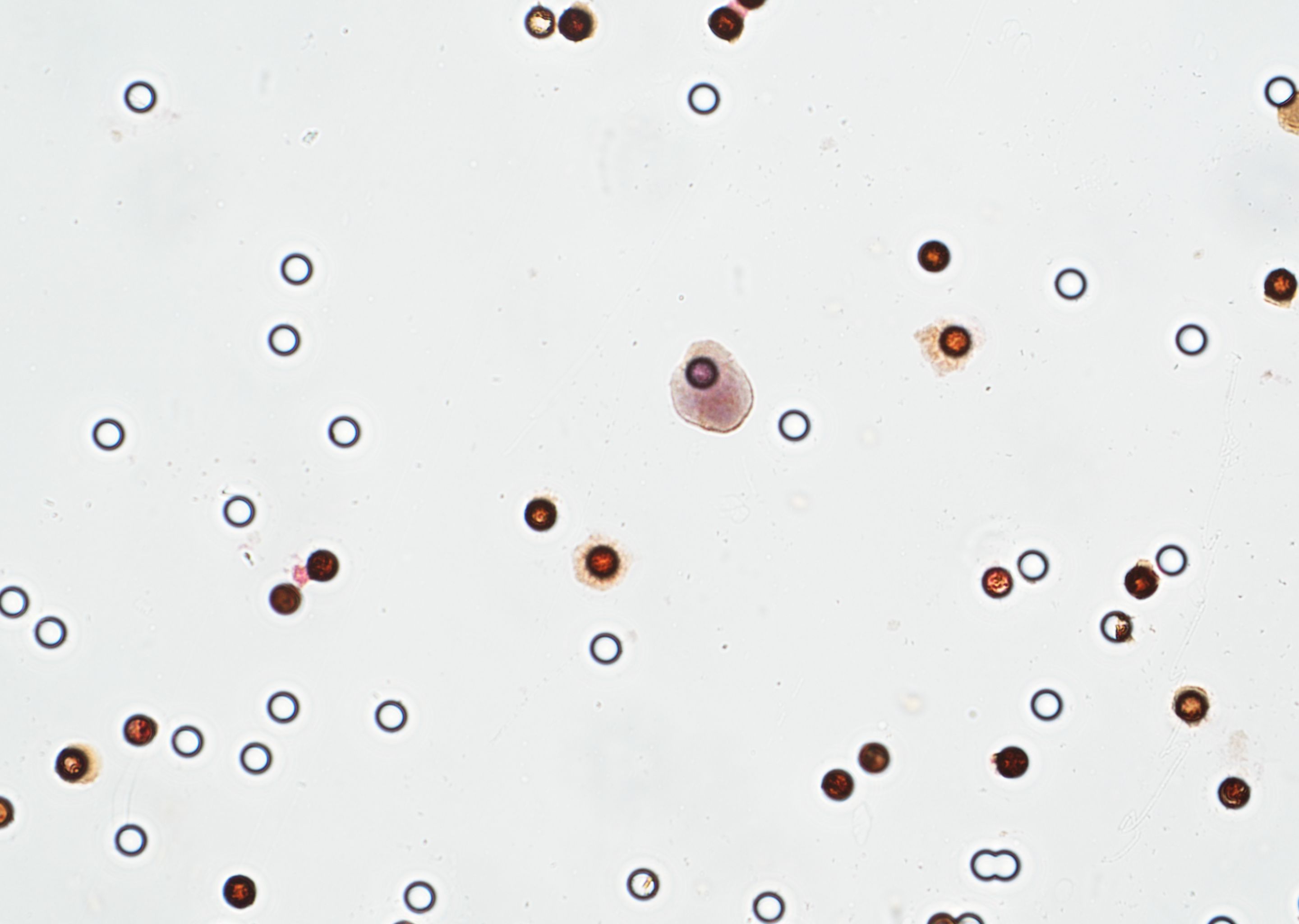 Data Org Object Detection Dataset And Pre Trained Model By Hama