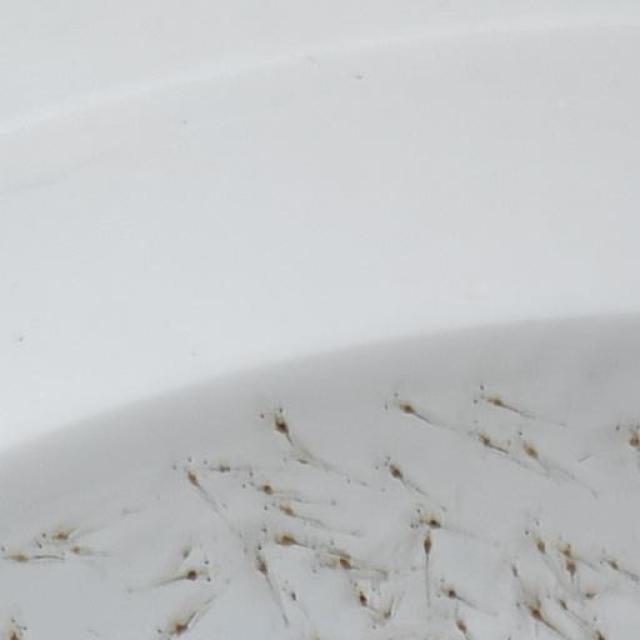 Shrimp Counting Object Detection Dataset And Pre Trained Model By Shrimp