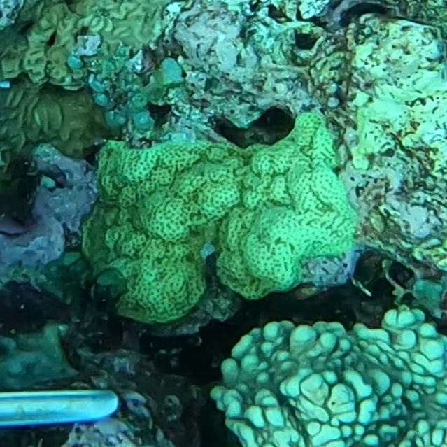 Coral Detection Object Detection Dataset By Pts