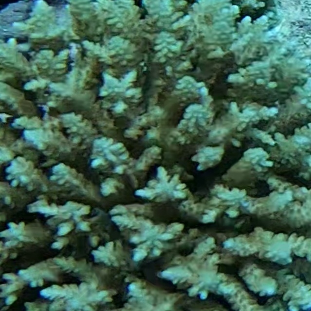 morpho detection Object Detection Dataset by PTS