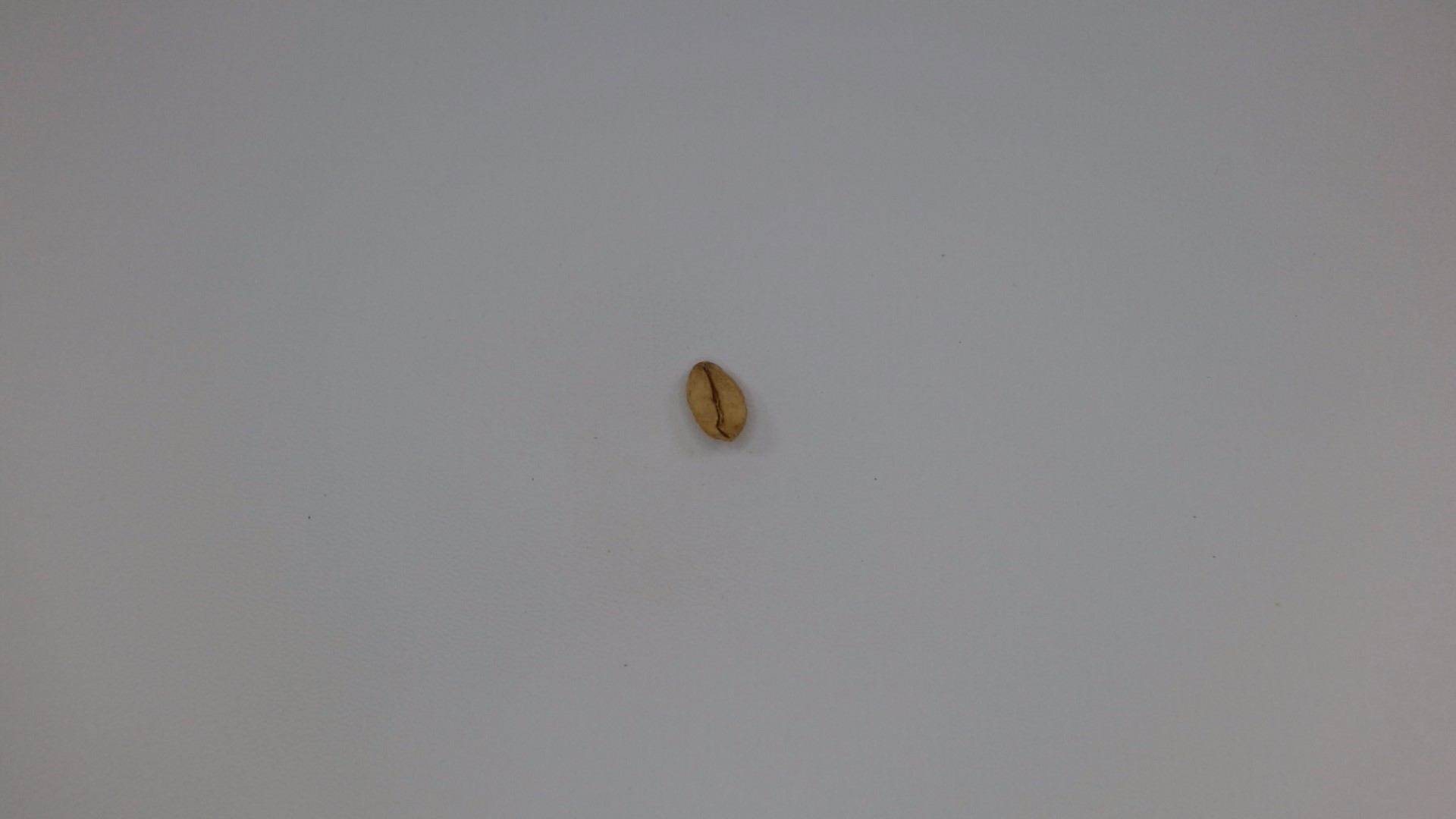 coffe-beans-classification Classification Dataset by coffeebeans