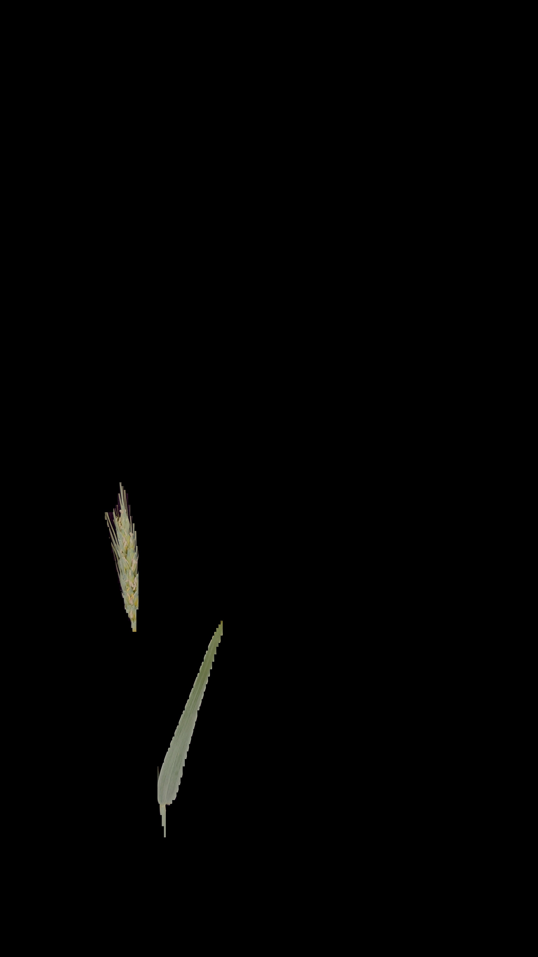 Matthew Willman (matthew-willman-v8epj) - Roboflow Universe