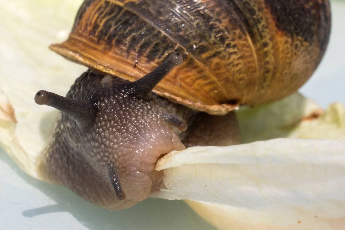 crop pests and diseases Object Detection Model by croppestidentification