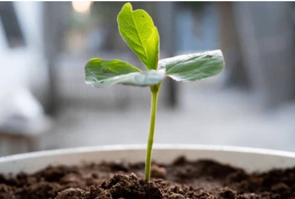 CROPS Classification Dataset by smart agriculture