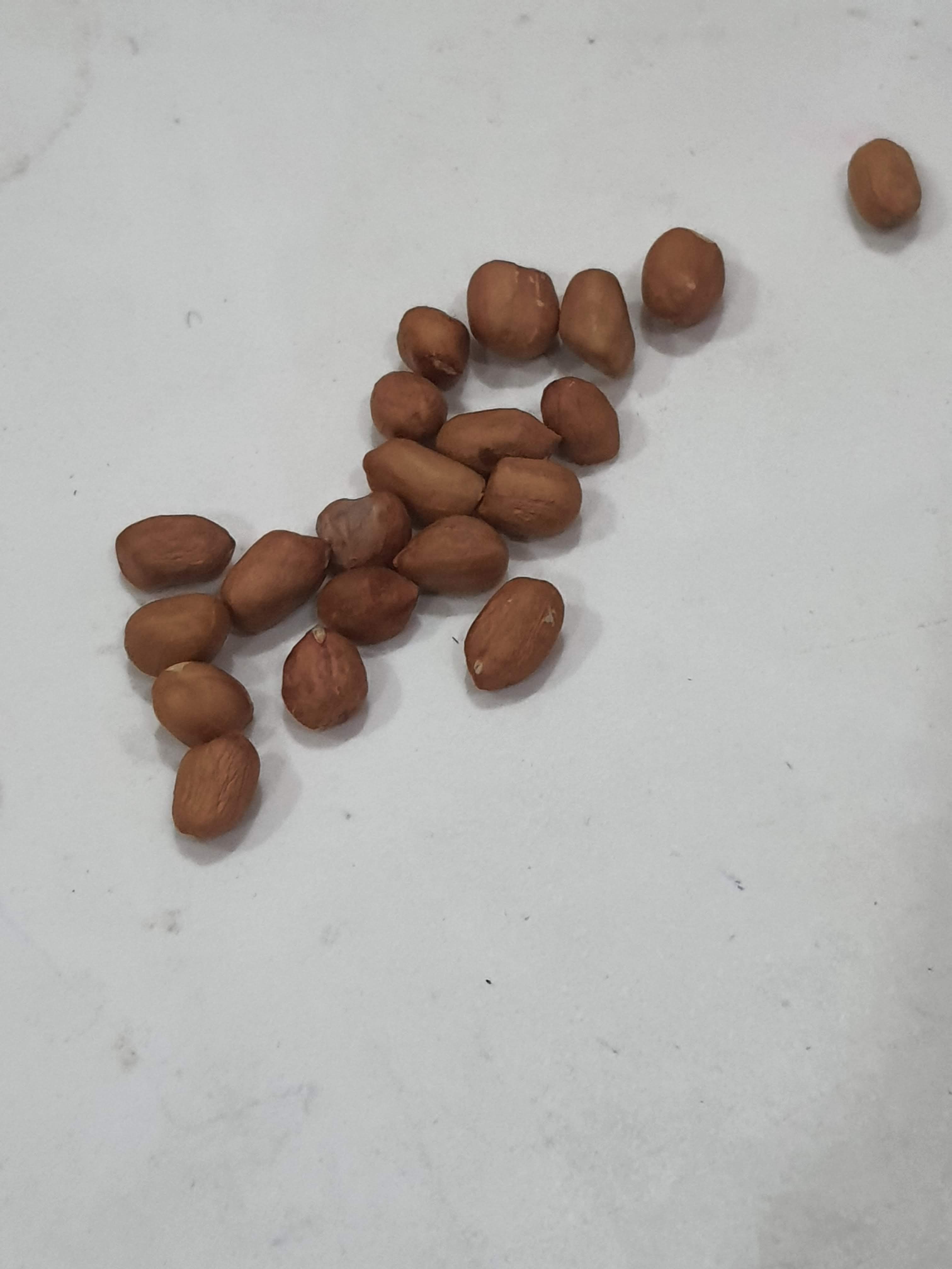 Grains Detection Classification Dataset By Reddie Universe