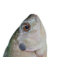 ikan Classification Dataset by test