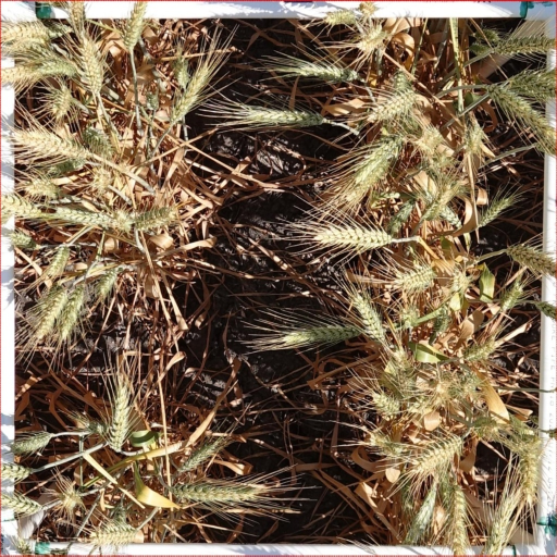 hack Object Detection Dataset by hack