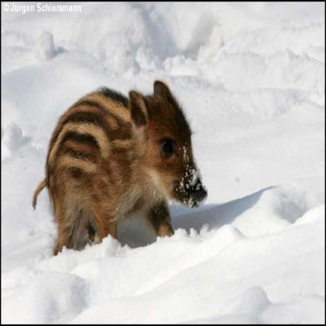 animal Object Detection Dataset and Pre-Trained Model by project