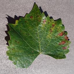 grape leaf dataset Object Detection Dataset and Pre-Trained Model by tru projects