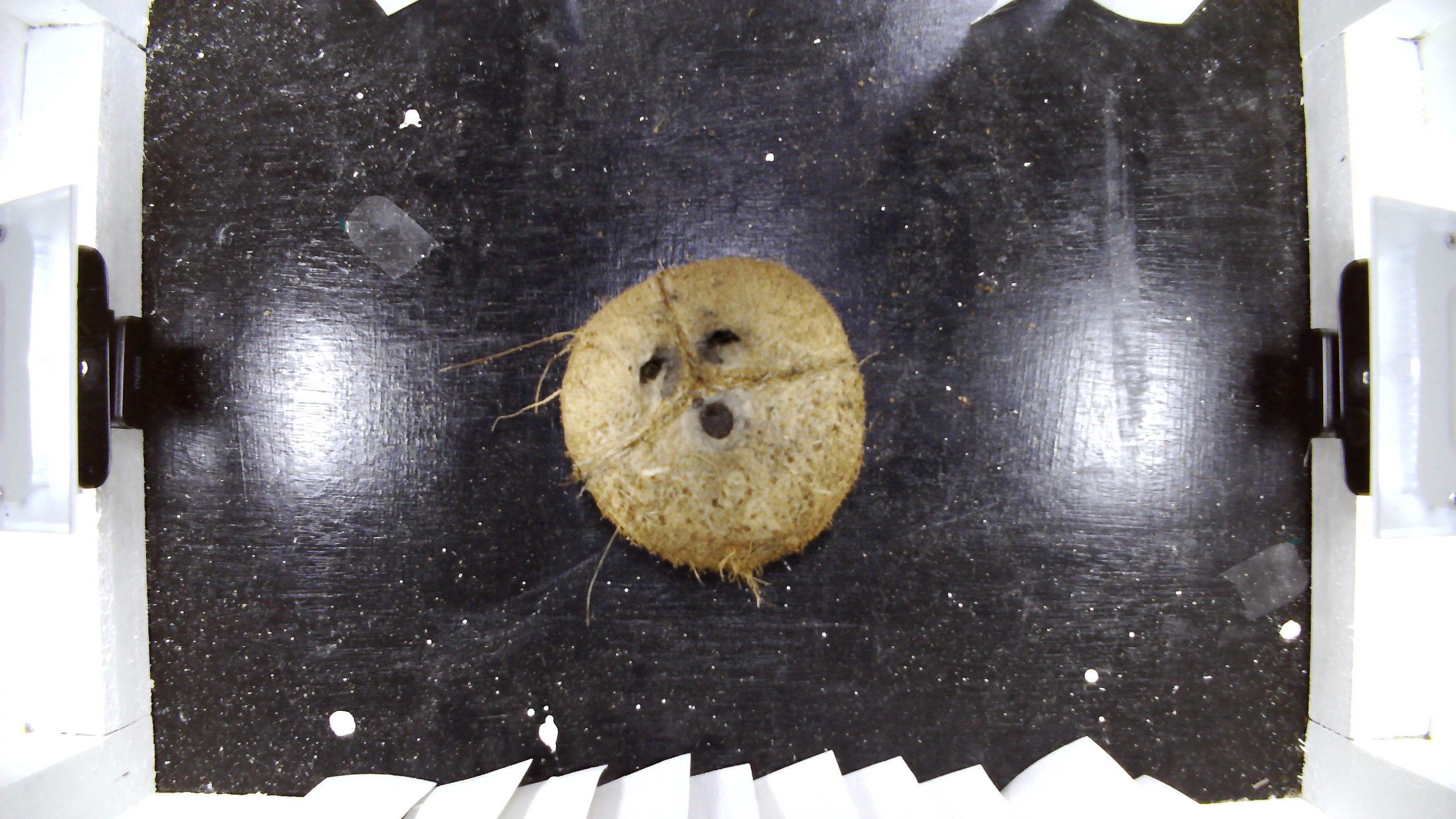 Coconut Sorting Classification Dataset by BUP