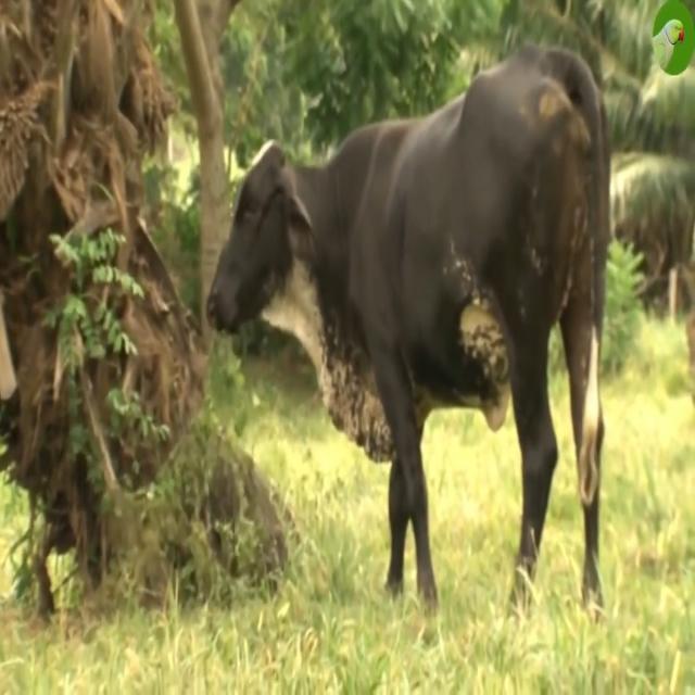 healthy cow 1.0 Object Detection Model by Bovine Care