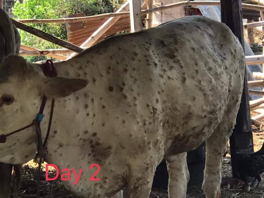 Lsd Cow Object Detection Model By Bovine Care